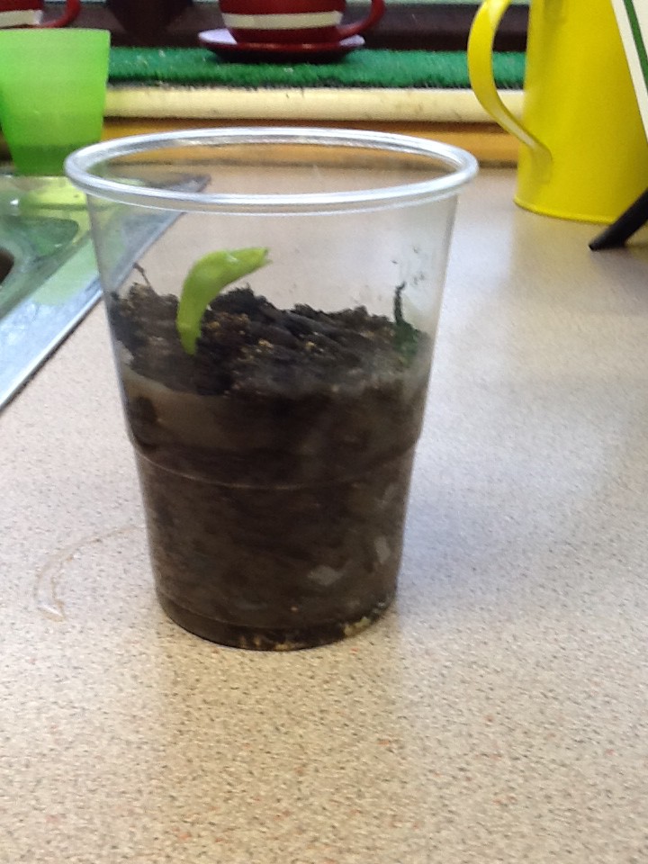Primary Science : Teaching the scientific method by growing beans ...
